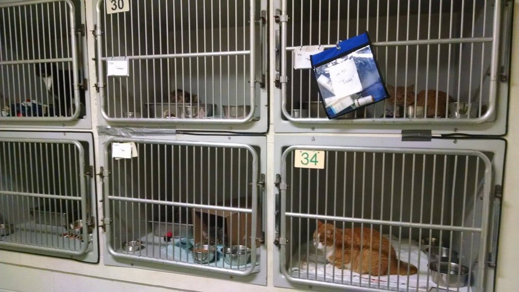 Events for March 2025 – Lycoming County SPCA